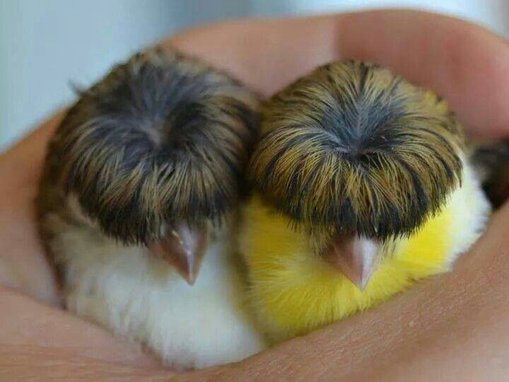 BELGIAN CANARY – Il Canarino Gloster è il Più Capelluto della Sua Razza ...